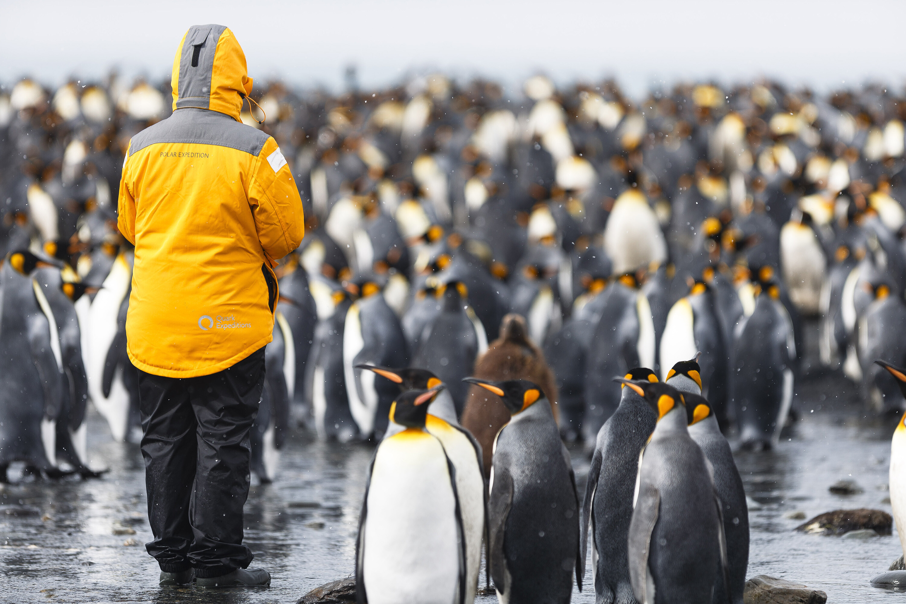 Quark Expeditions Program