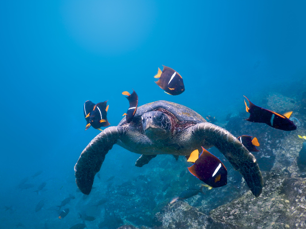 Lindblad Expeditions