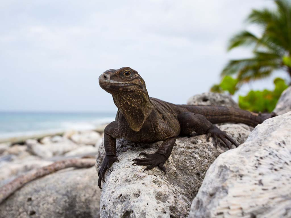 Cayman Islands Specialist Programme