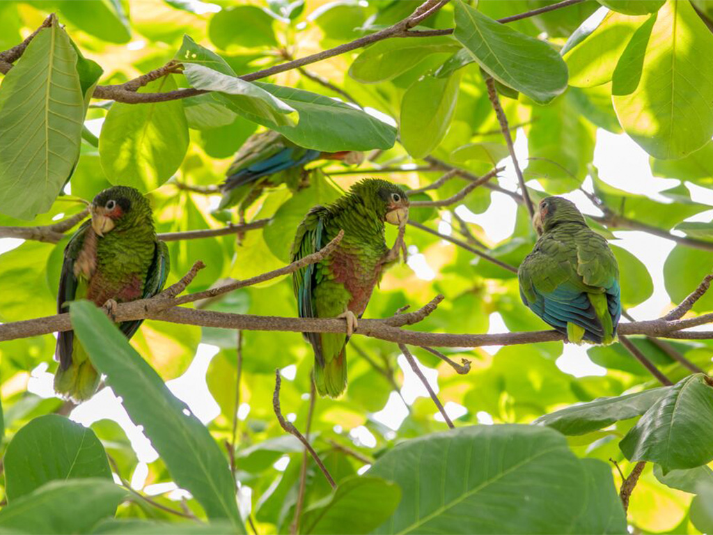 Cayman Islands Specialist Programme